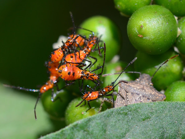 Assassin Bug Nymphs | Project Noah