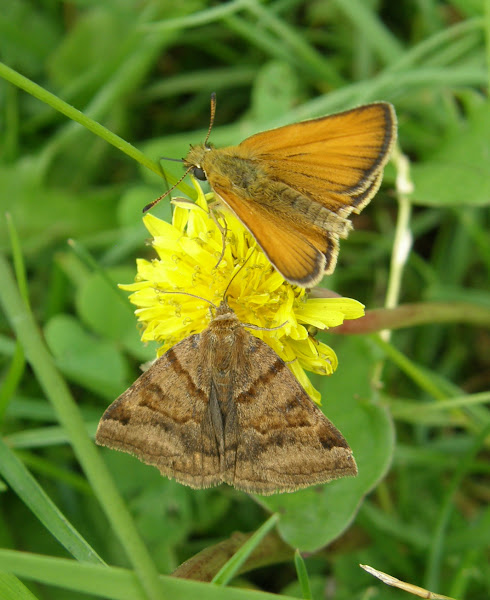 Moth & Small Skipper butterfly | Project Noah