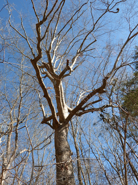 Hackberry | Project Noah