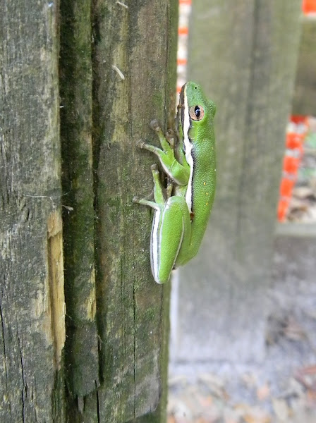 American Green Tree Frog | Project Noah