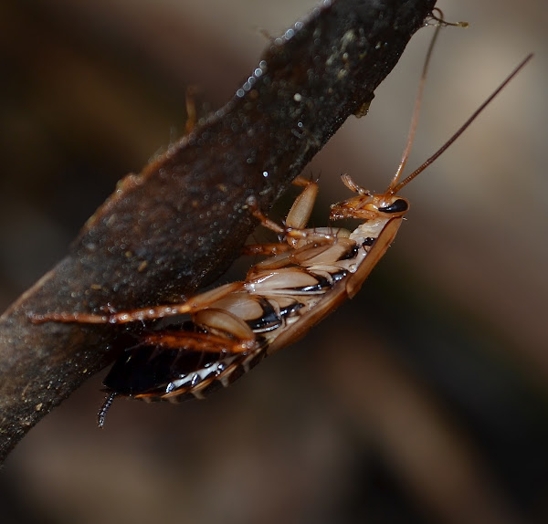Cape Zebra Cockroach | Project Noah