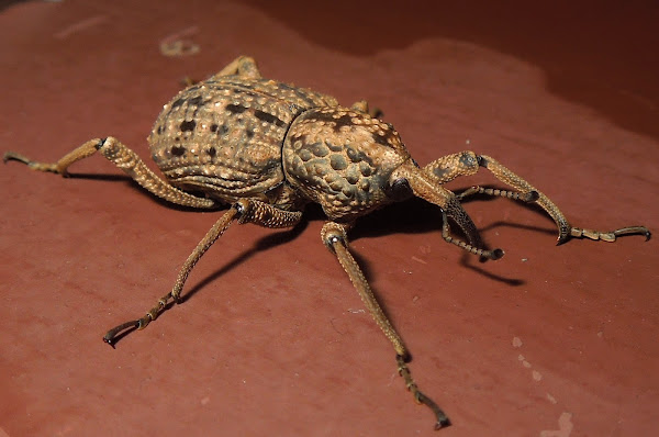 Japanese Giant Weevil | Project Noah