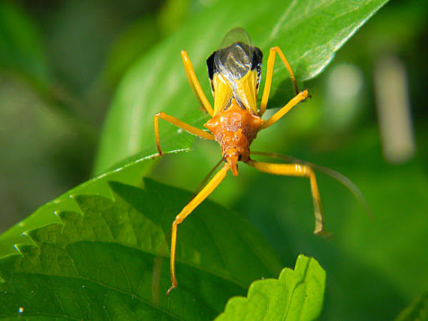 assassin bug | Project Noah