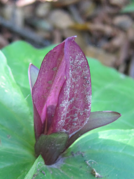 Trillium | Project Noah