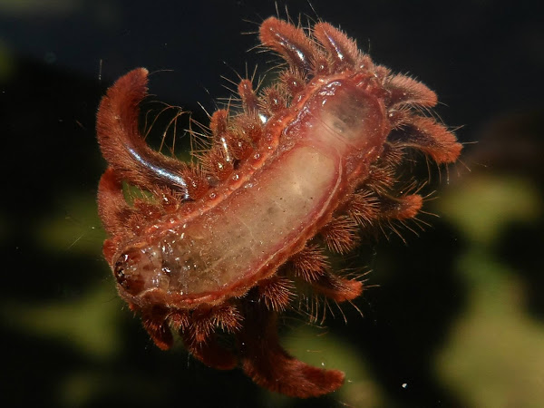 Monkey Slug or Hag Moth Caterpillar | Project Noah
