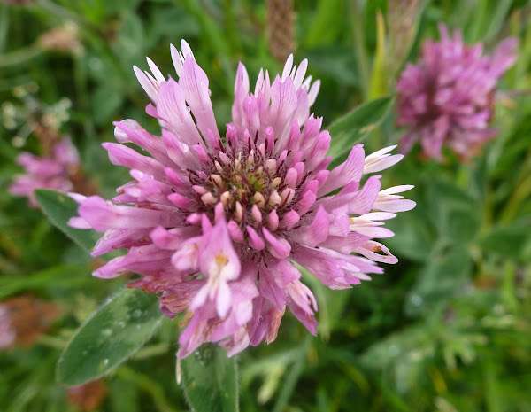 Red Clover | Project Noah