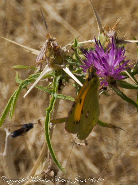 Clouded Yellow | Project Noah