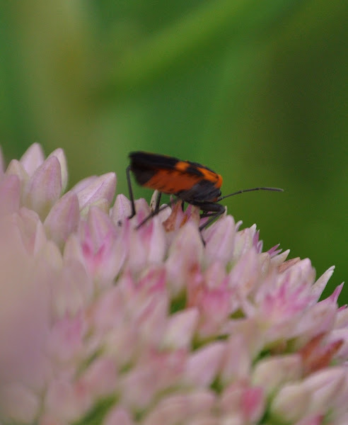 False Milkweed Bug | Project Noah