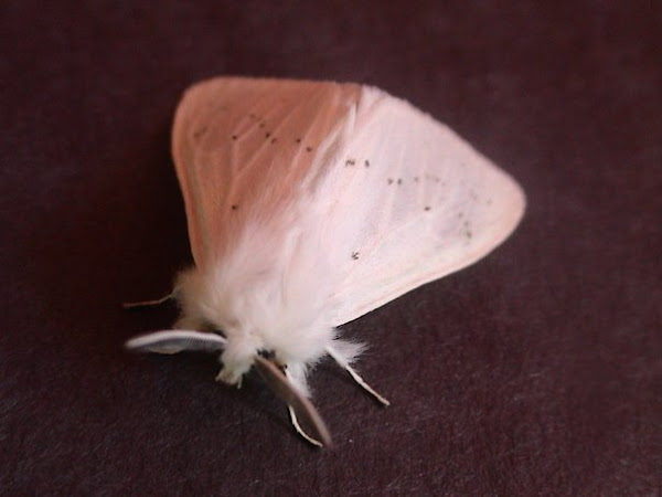 White Furry Moth | Project Noah