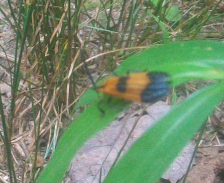 Banded Netwing beetle | Project Noah