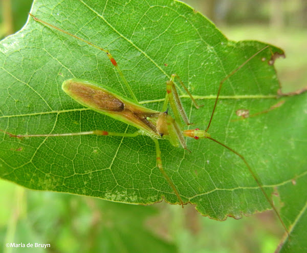 Assassin bug | Project Noah