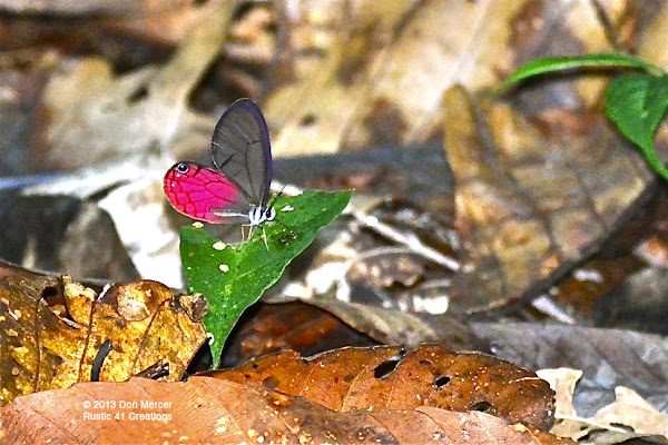 Blushing phantom butterfly | Project Noah