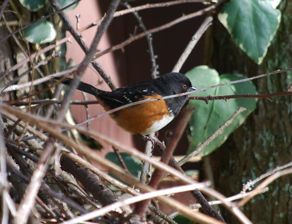 Spotted Towhee | Project Noah