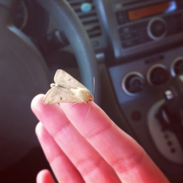 Corn Earworm Moth | Project Noah