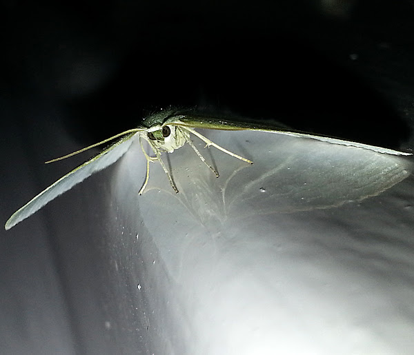 Common Emerald | Project Noah