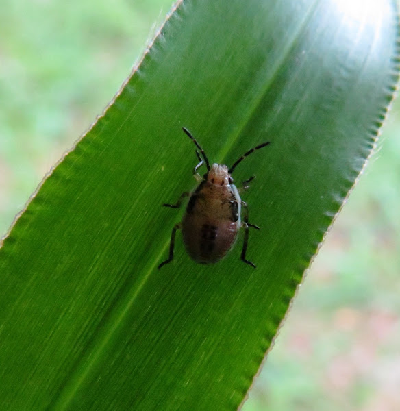 Rice stink bug nymph | Project Noah