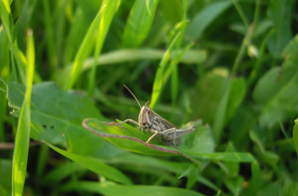 Field Grasshopper | Project Noah