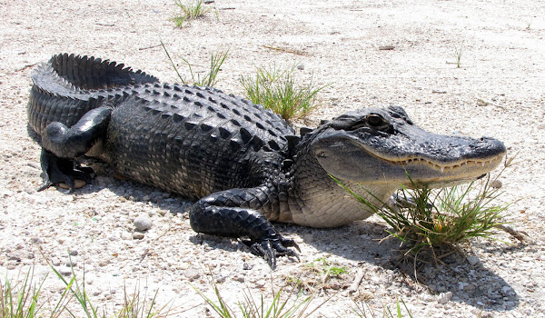 Alligator | Project Noah