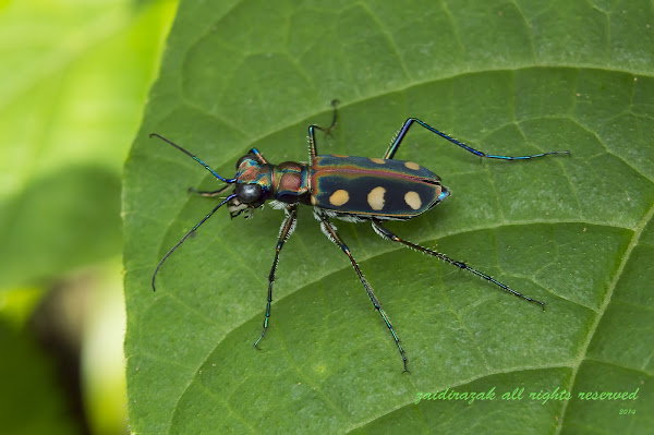 Golden-spotted Tiger Beetle | Project Noah