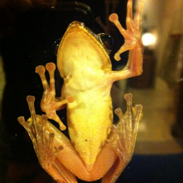 Common treefrog | Project Noah