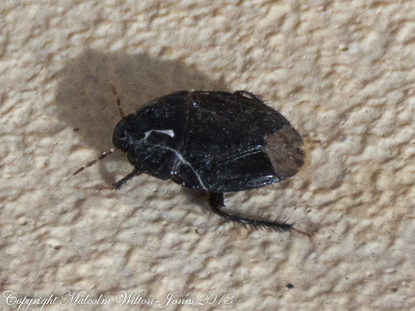 Burrower Bug | Project Noah