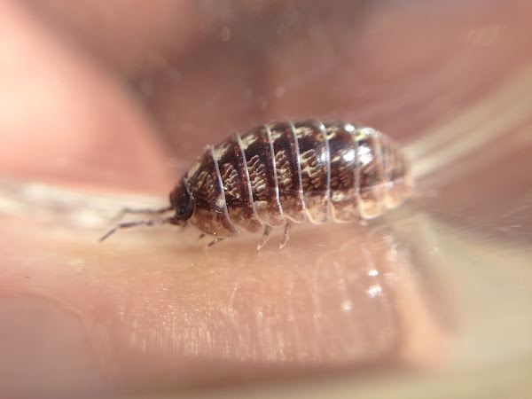 Pillbug | Project Noah