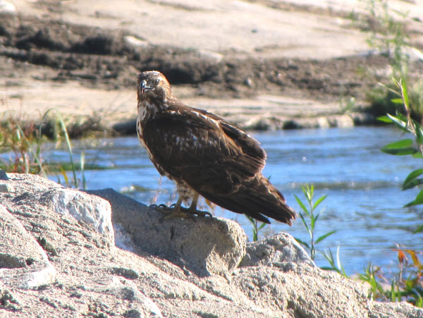 Red-tailed Hawk | Project Noah