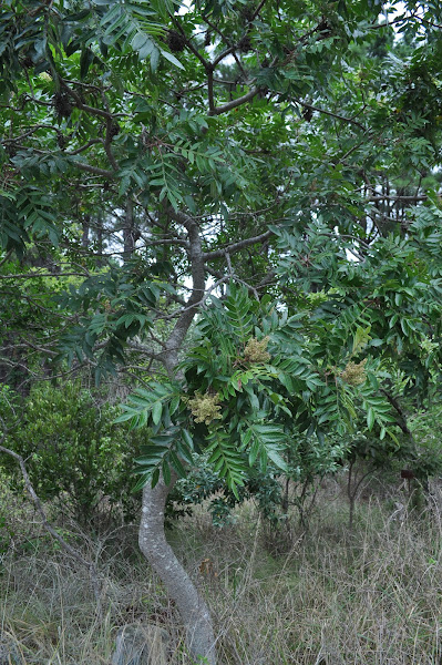 Shining or Winged Sumac | Project Noah