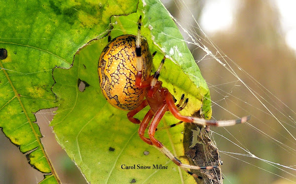 Marbled Orb Weaver Spider | Project Noah