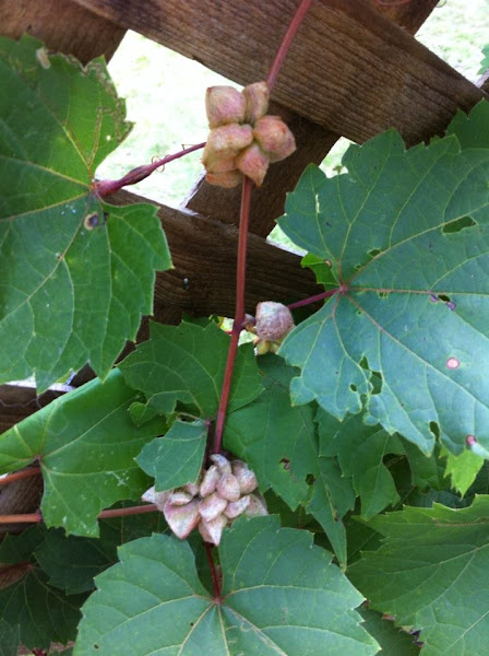 Grape Filbert Gall | Project Noah