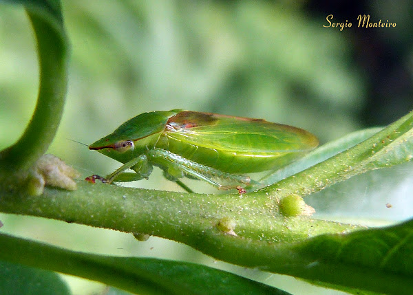 Leafhopper | Project Noah
