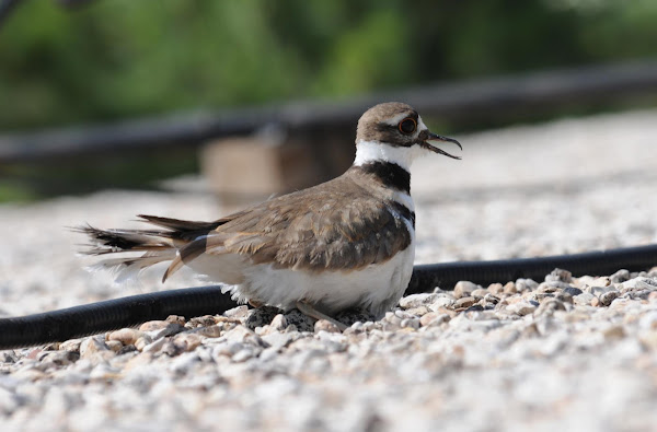 Killdeer (nest / eggs / chicks) | Project Noah