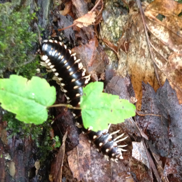 Millipede | Project Noah