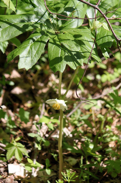 Mayapple | Project Noah