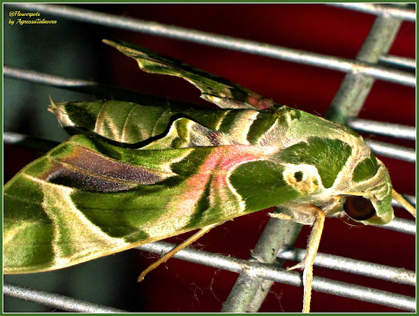 Oleander Hawk Moth (Female) | Project Noah