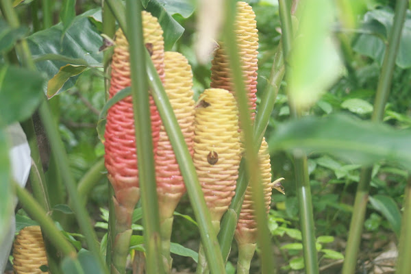 Behive ginger | Project Noah