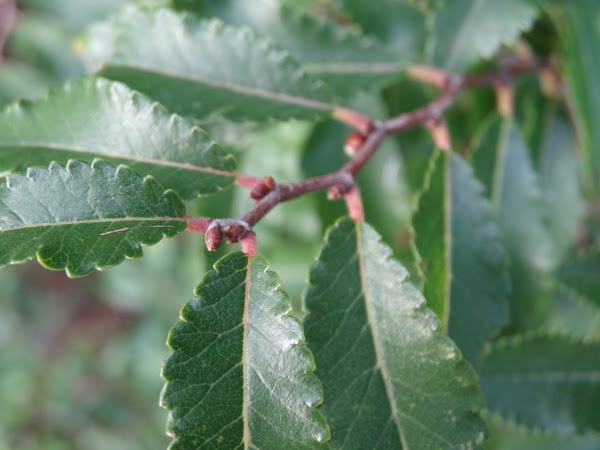 Myrtle beech | Project Noah