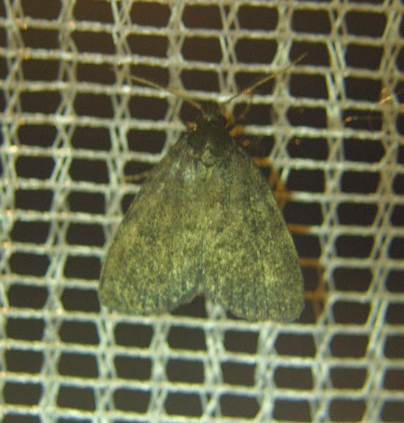 Rotund Idia Moth | Project Noah