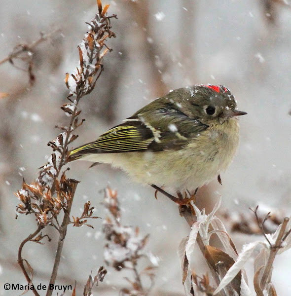 Ruby-crowned kinglet | Project Noah