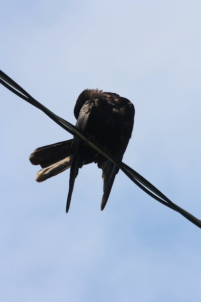 American Crow | Project Noah