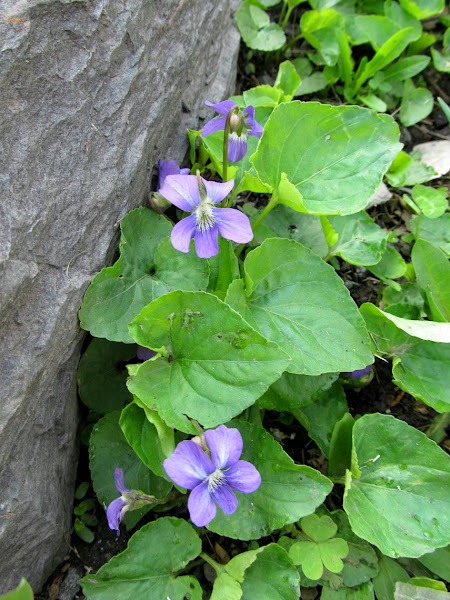 Common Blue Violet | Project Noah