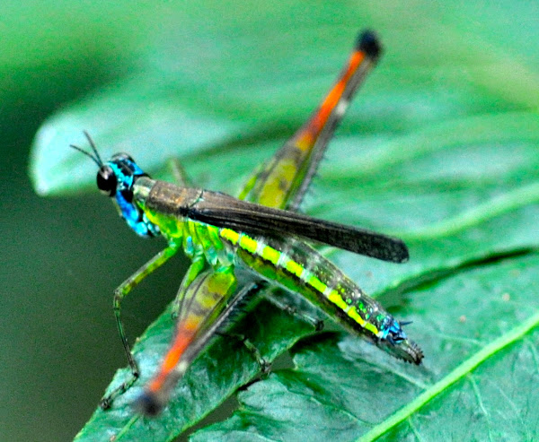 Monkey Hopper | Project Noah