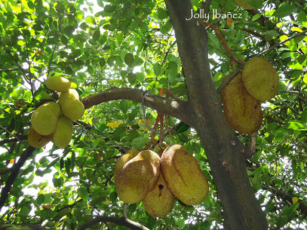 Jackfruit | Project Noah