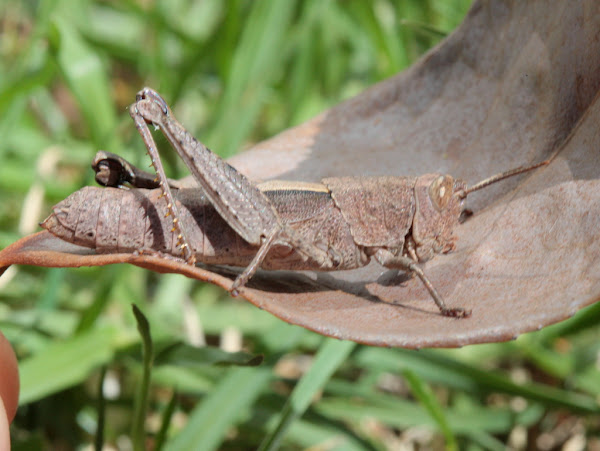 Grasshopper nymph | Project Noah