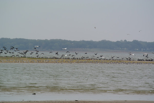 Birds (migration) | Project Noah