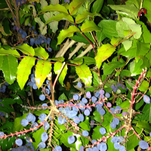 Oregon grape | Project Noah