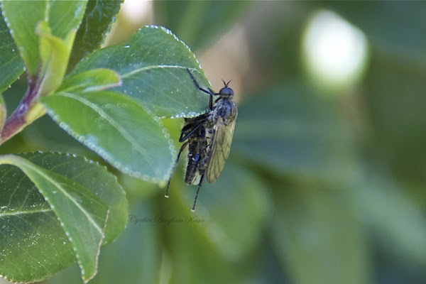 (Mating) Dagger Flies | Project Noah