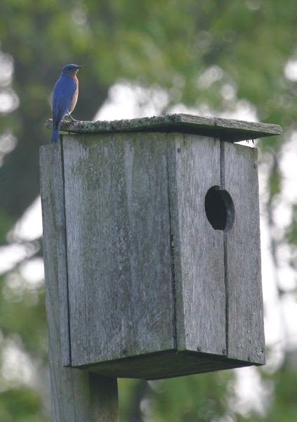 Bluebird | Project Noah