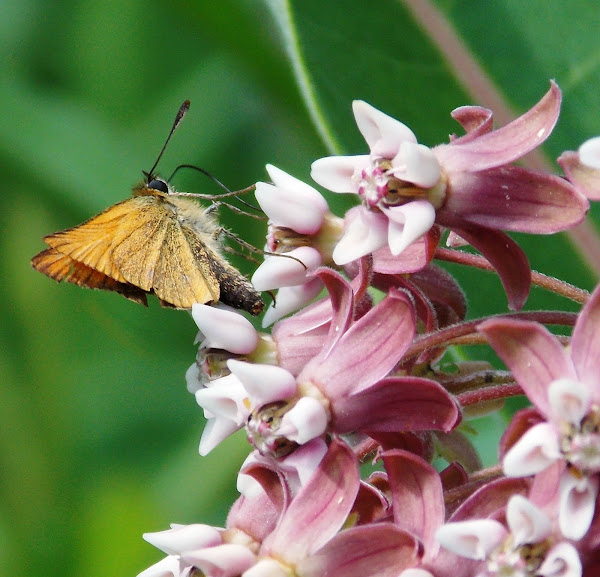 European Skipper | Project Noah