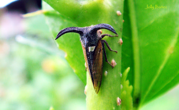 Thorn Mimic Treehopper | Project Noah